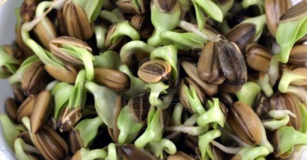The 3 "S"s of Seed Starting - Country Life Blog